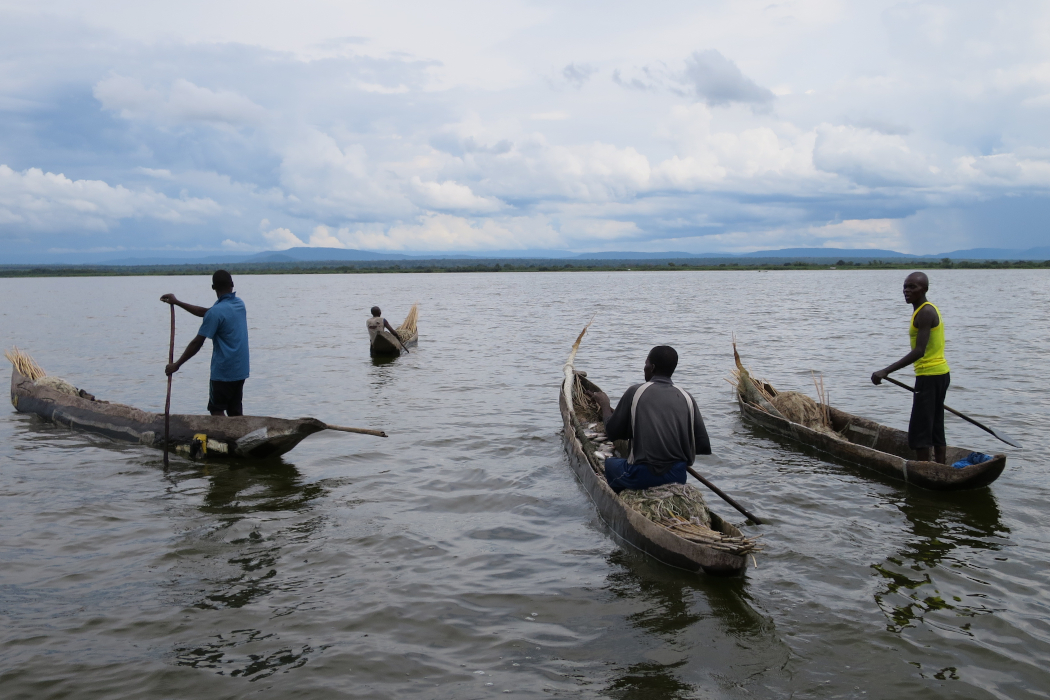 Les poissons du Parc national de l’Upemba | Royal Museum for Central ...
