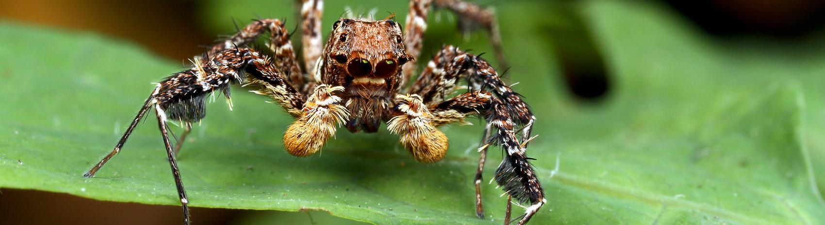 Invertebrates | Royal Museum for Central Africa - Tervuren - Belgium