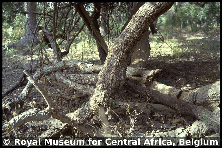 Tervuren Xylarium Wood Database | Musée royal de l'Afrique centrale ...