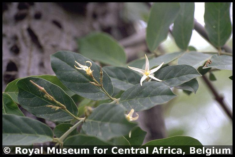 Tervuren Xylarium Wood Database | Musée royal de l'Afrique centrale ...