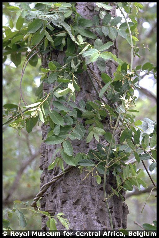 Tervuren Xylarium Wood Database | Musée royal de l'Afrique centrale ...