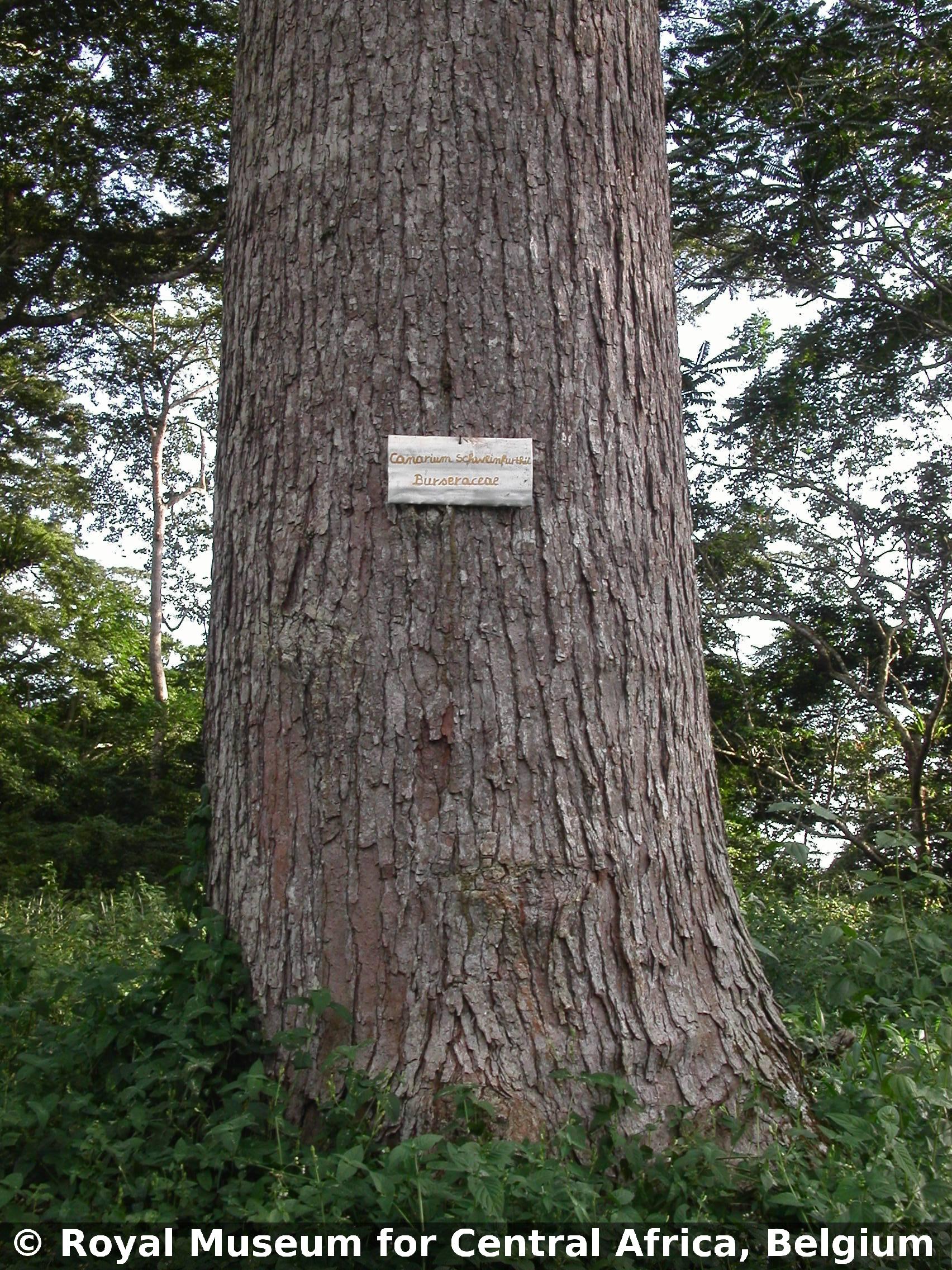 Canarium schweinfurthii - Alchetron, the free social encyclopedia