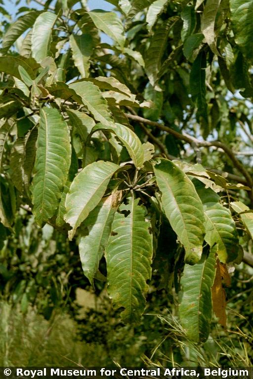 Tervuren Xylarium Wood Database | Royal Museum for Central Africa ...